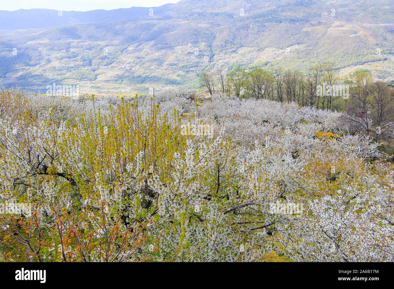 Cherry blossom at Jerte Valley, Cerezos en flor Valle del Jerte. Cherry ...