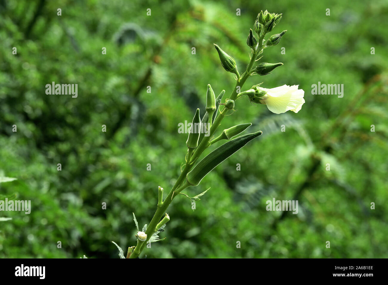 lady's fingers, Lady Finger,Ladyfinger Okras on the okra plants; okra ...