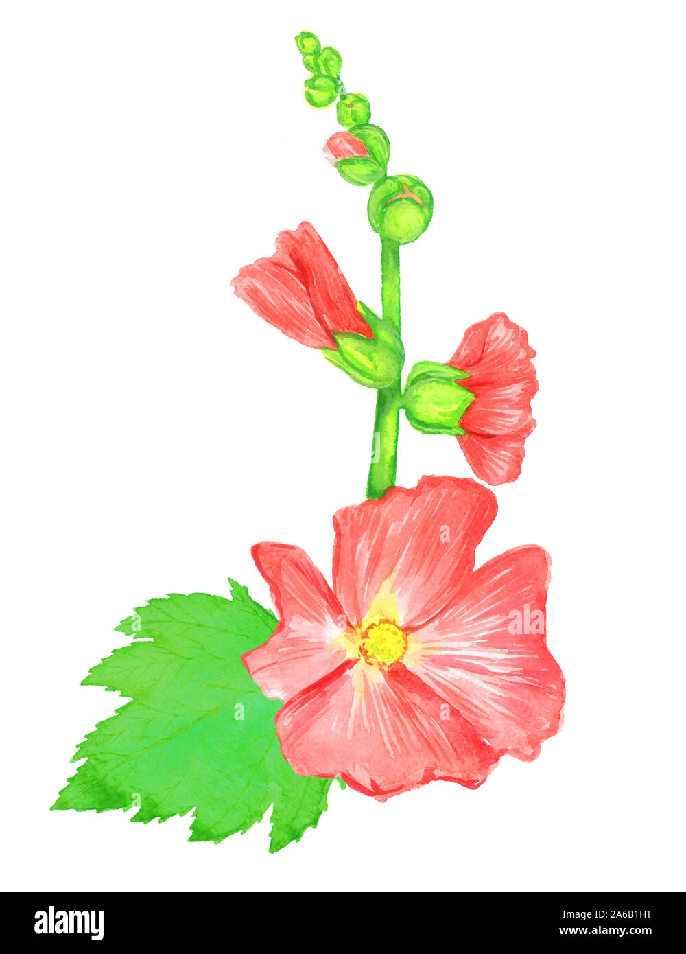 Red Alcea rosea (common hollyhock, mallow flower) stem with green ...
