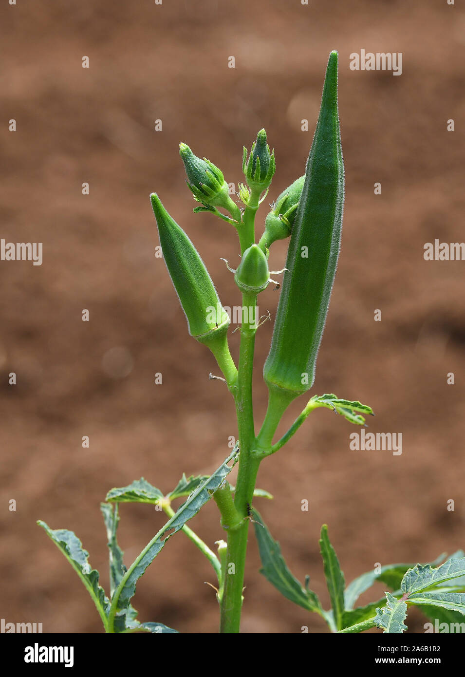 Ladys Finger High Resolution Stock Photography and Images - Alamy