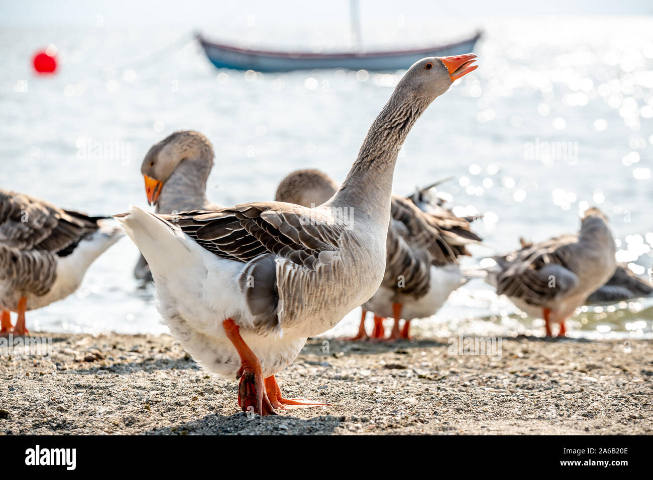 Lake Volvi, near Olympiada, Chalkidiki, Greece Stock Photo - Alamy