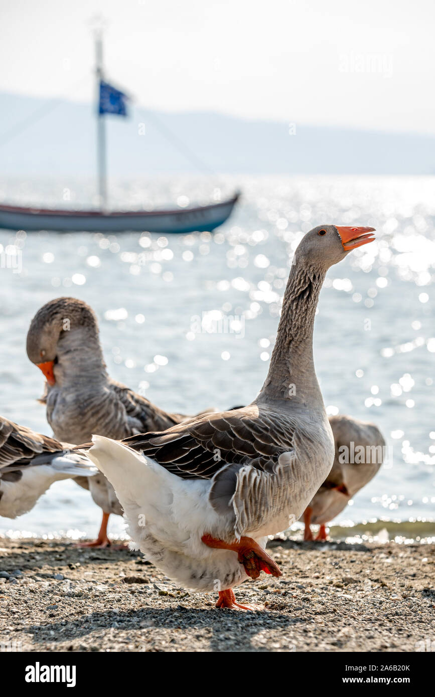 Volvi lake hi-res stock photography and images - Alamy