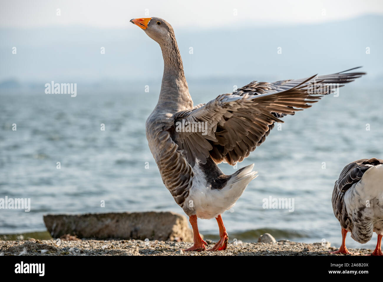 Volvi lake hi-res stock photography and images - Alamy