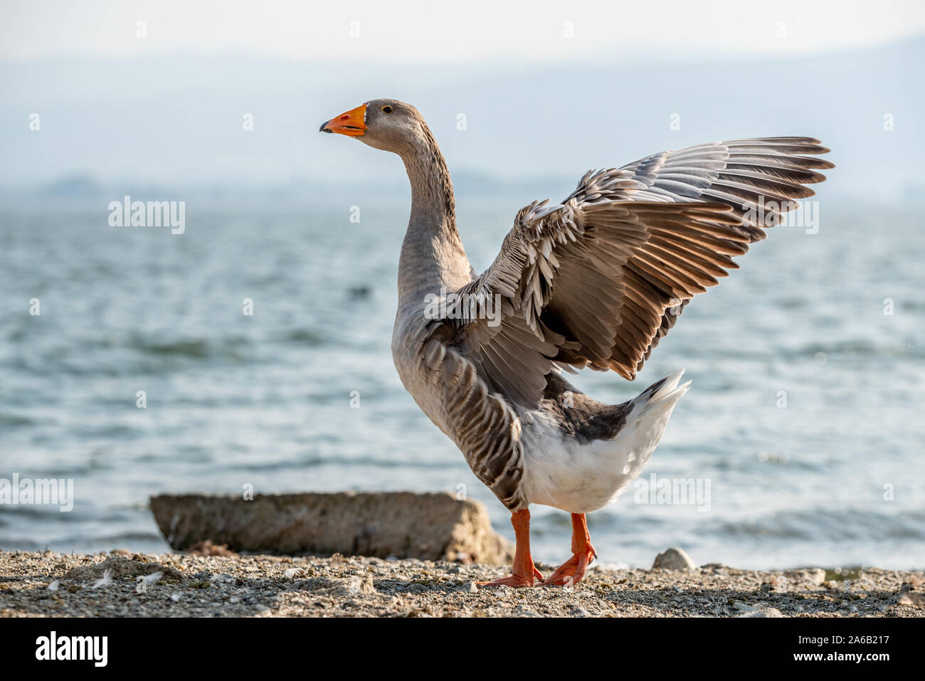 Volvi lake hi-res stock photography and images - Alamy