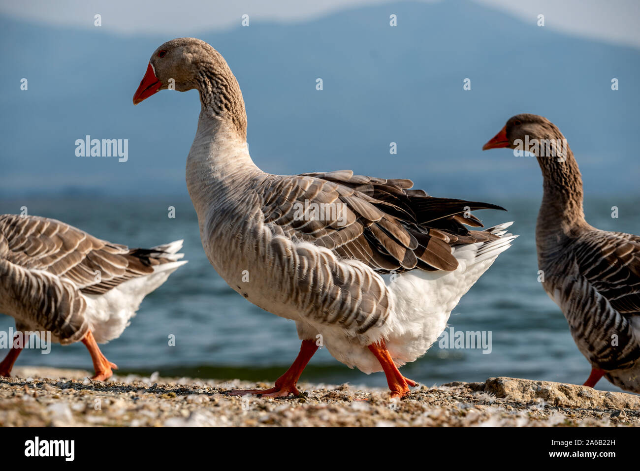 Volvi lake hi-res stock photography and images - Alamy