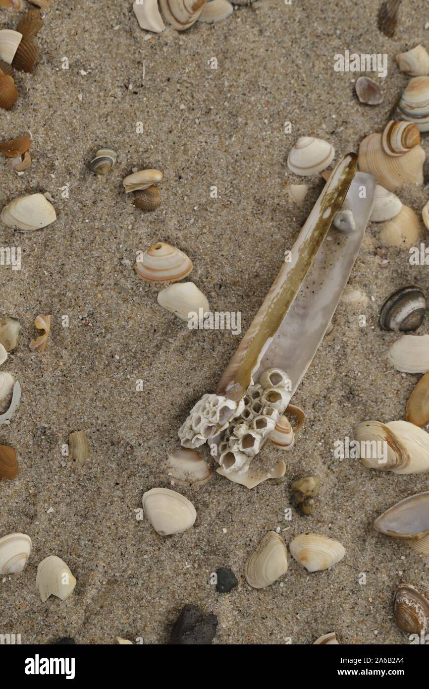 Seashells at the beach in the Netherlands Stock Photo - Alamy