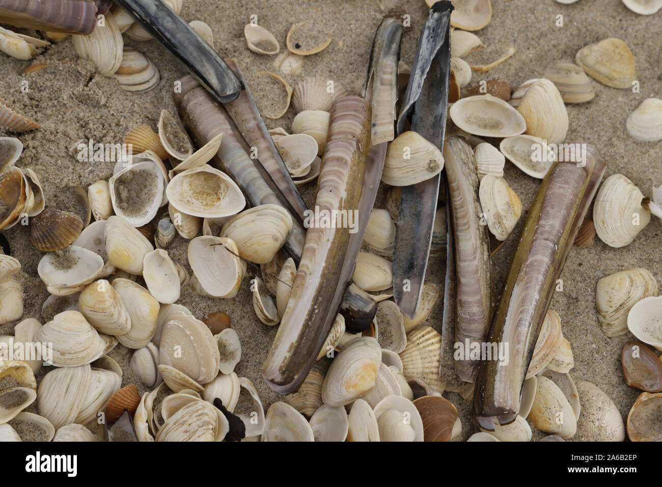 Seashells at the beach in the Netherlands Stock Photo - Alamy