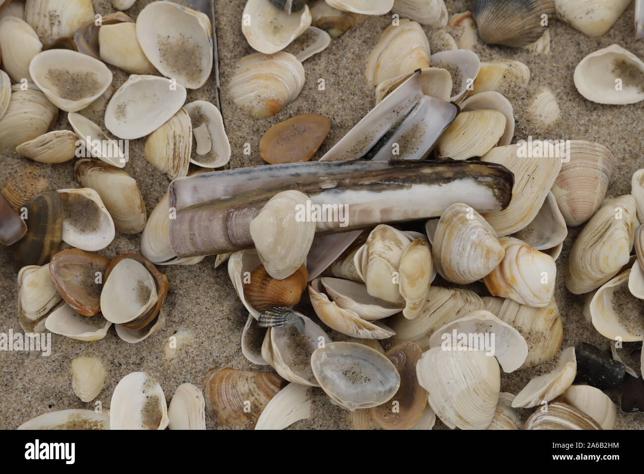 Seashells at the beach in the Netherlands Stock Photo - Alamy