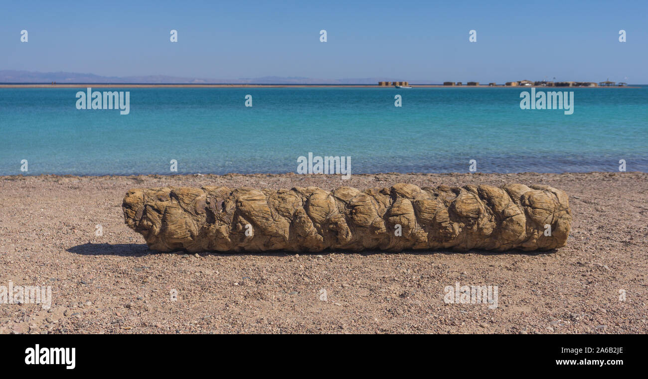 Seating area made of dry palm logs at the blue lagoon in Dahab South ...