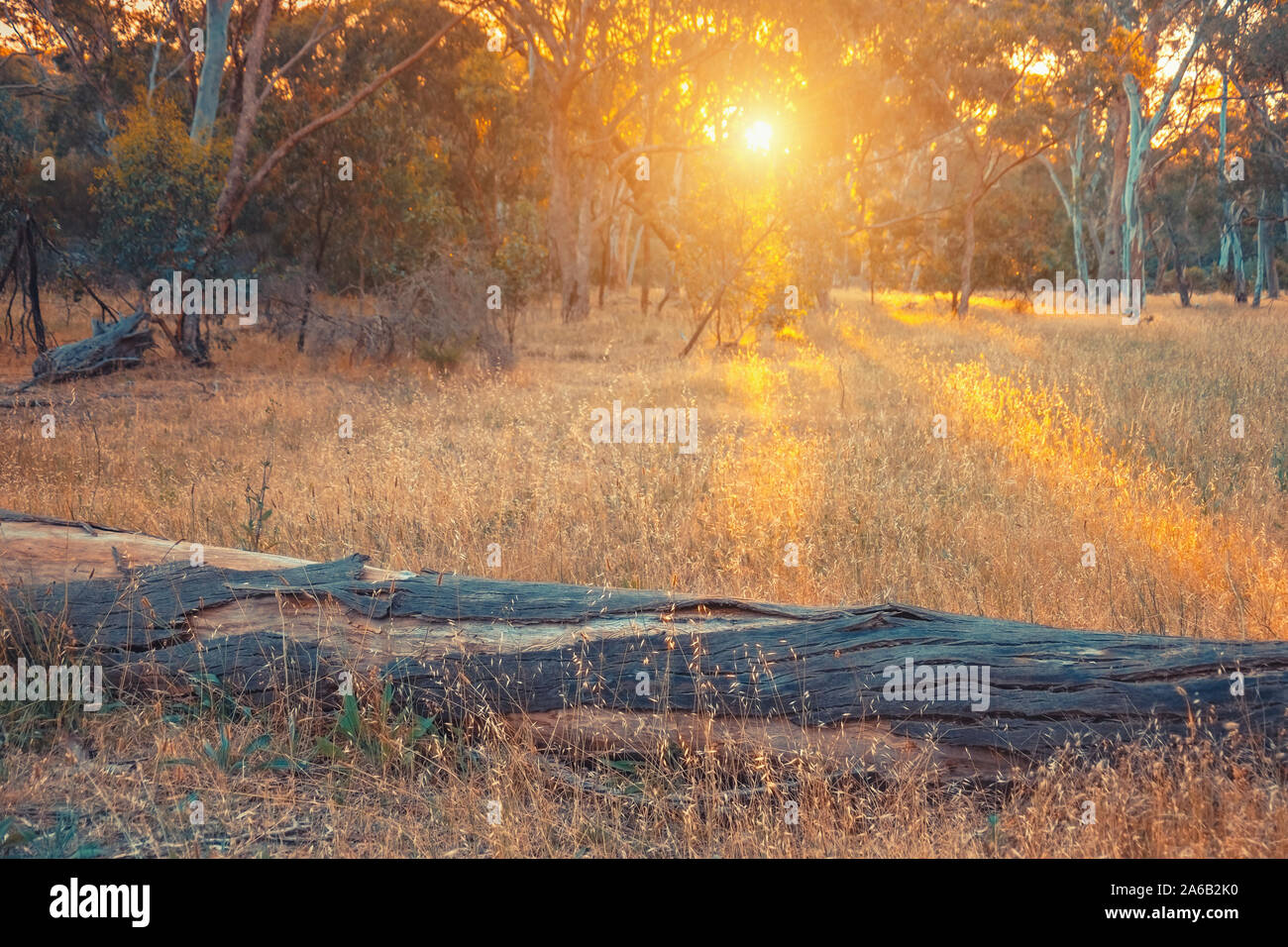 Sunset viewed through Eucalyptus trees with dried log on foreground ...