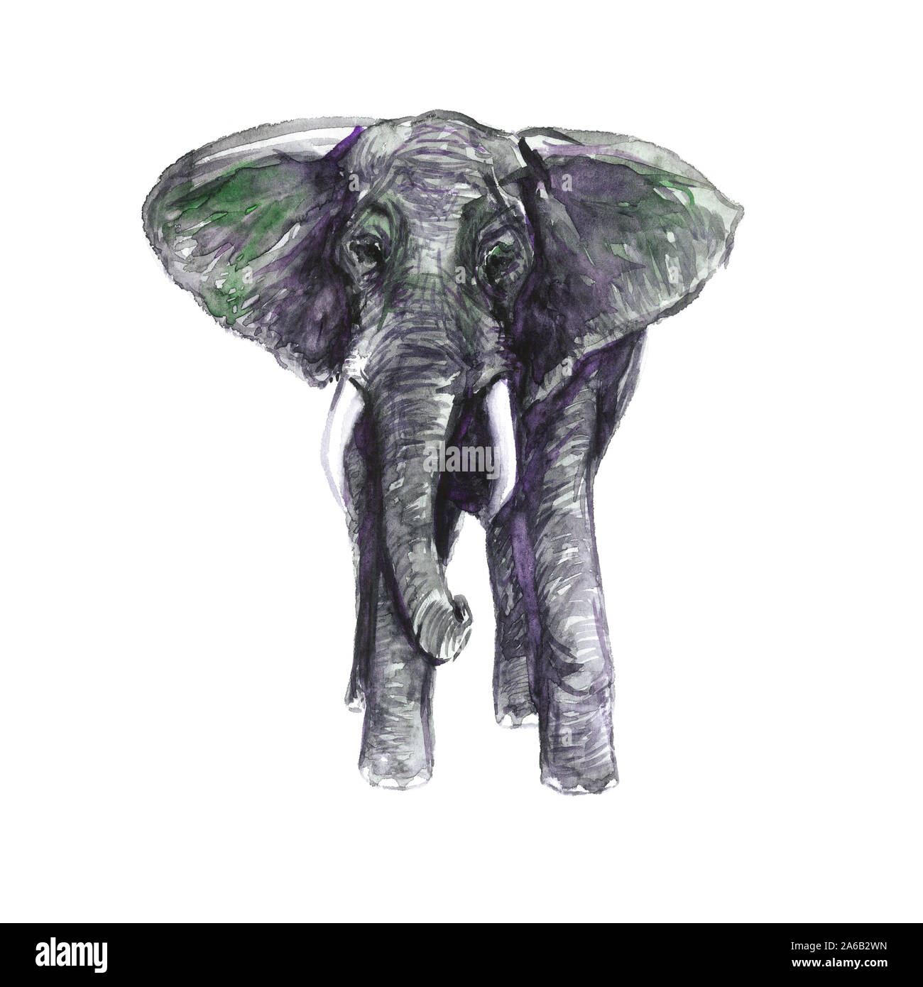 Elephant front view, hand painted watercolor illustration design ...