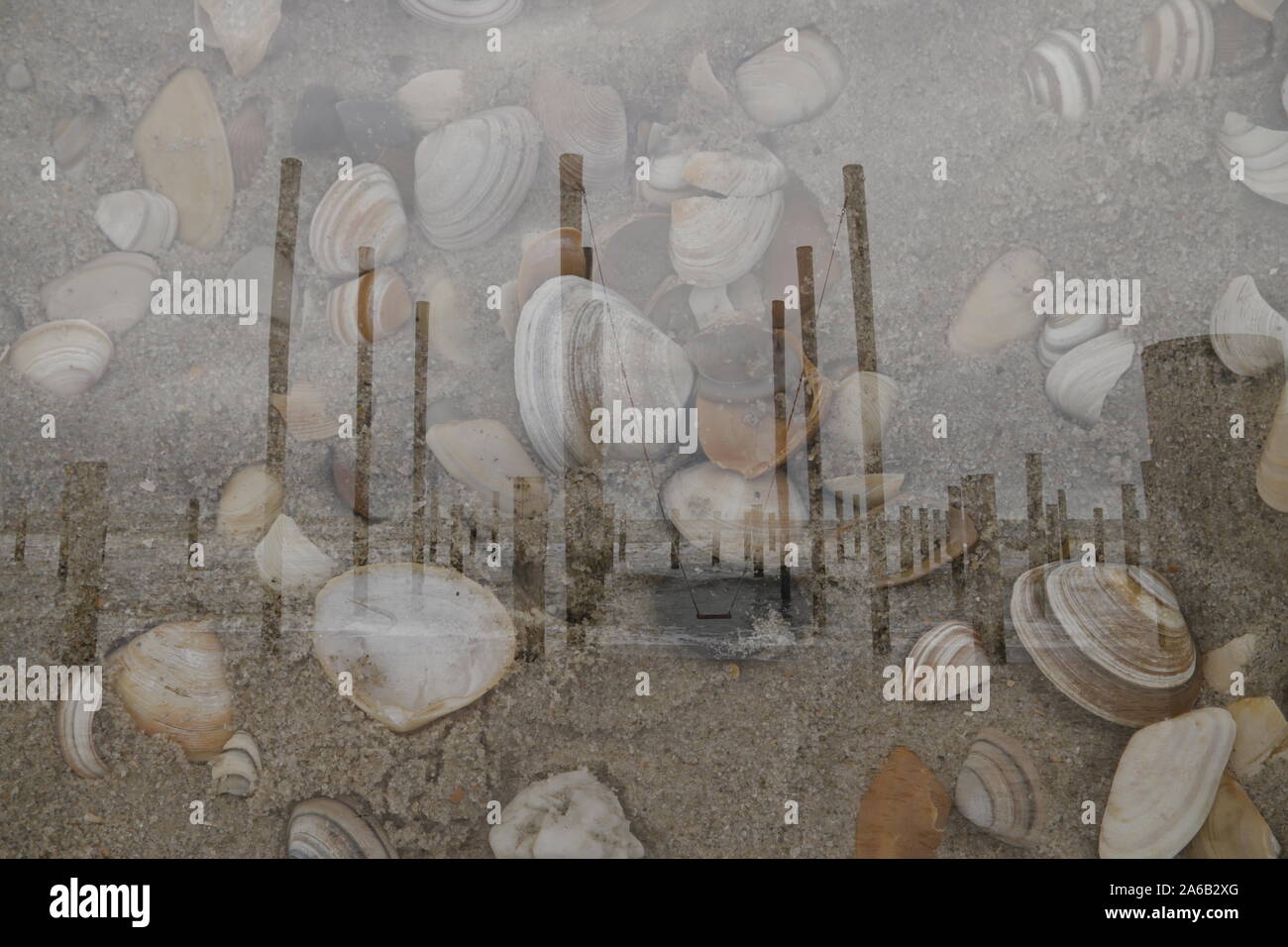 Shells in a double exposure at the beach Stock Photo - Alamy