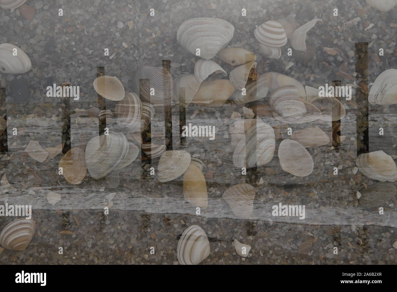 Shells in a double exposure at the beach Stock Photo - Alamy