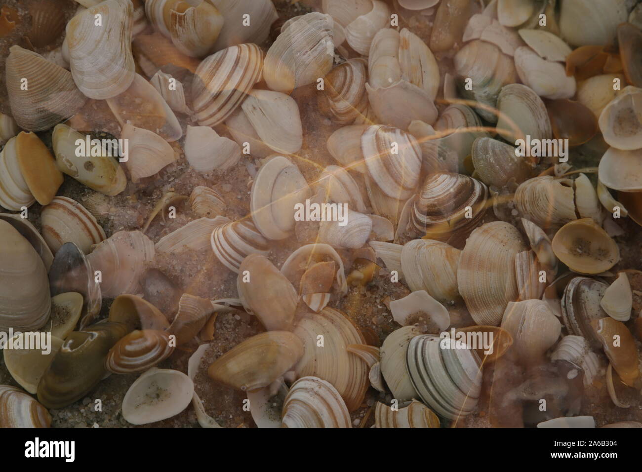 Shells in a double exposure at the beach Stock Photo - Alamy