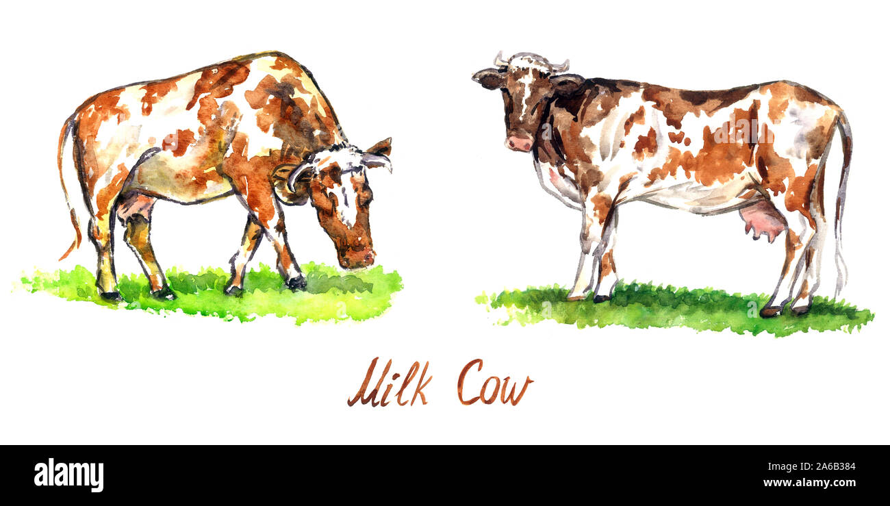 Red cows set grazing and standing on green meadow, side view hand ...