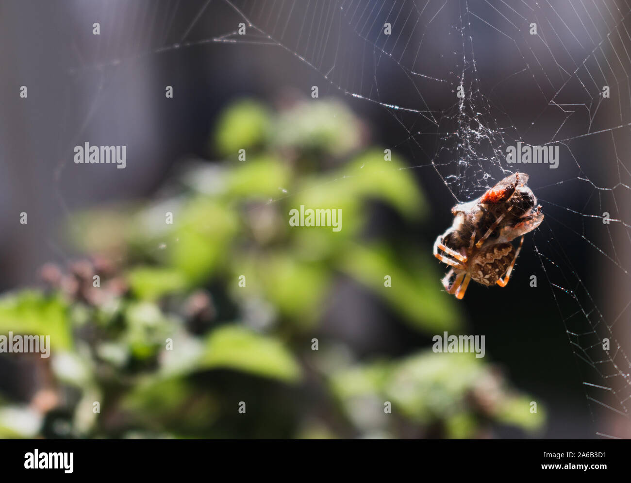 Prey caught in spider web hi-res stock photography and images - Alamy