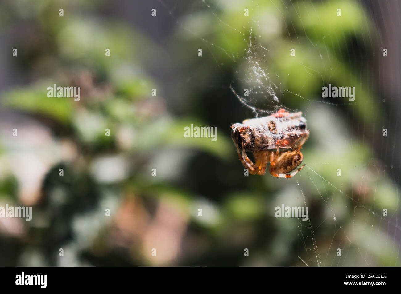 Prey caught in spider web hi-res stock photography and images - Alamy