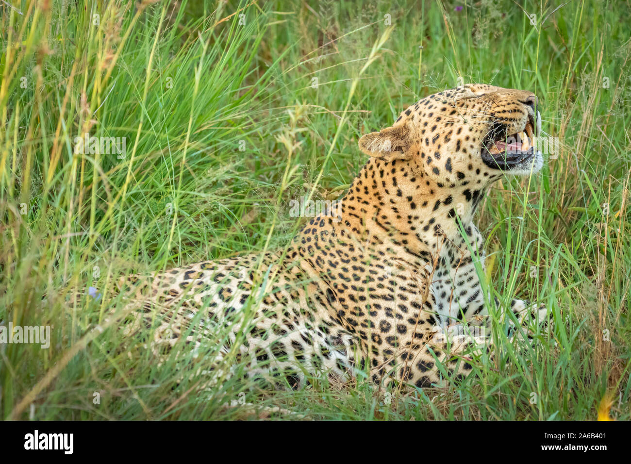 African leopard ( Panthera Pardus) lying in the grass, showing his ...