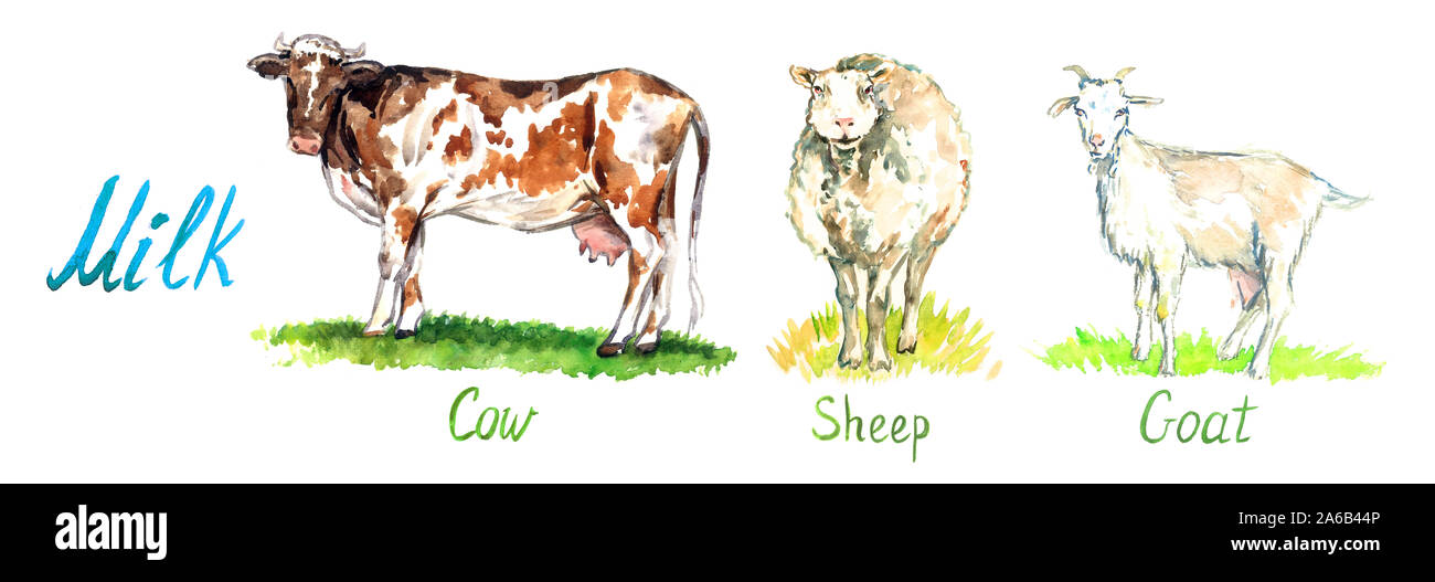 Milk animals collection, Red cow, white sheep and goat standing on ...