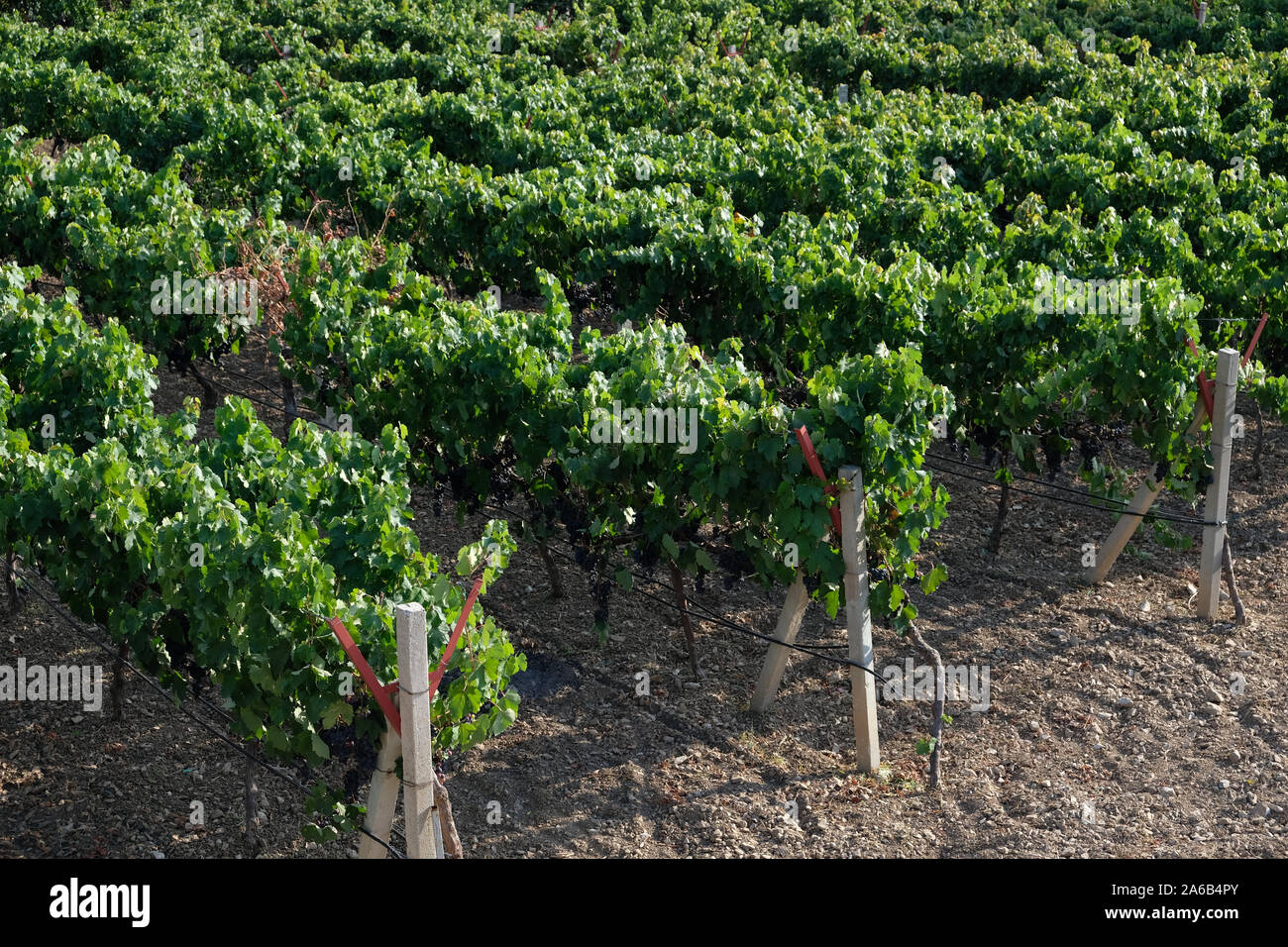A vineyard is a plantation of grape-bearing vines, grown mainly for ...