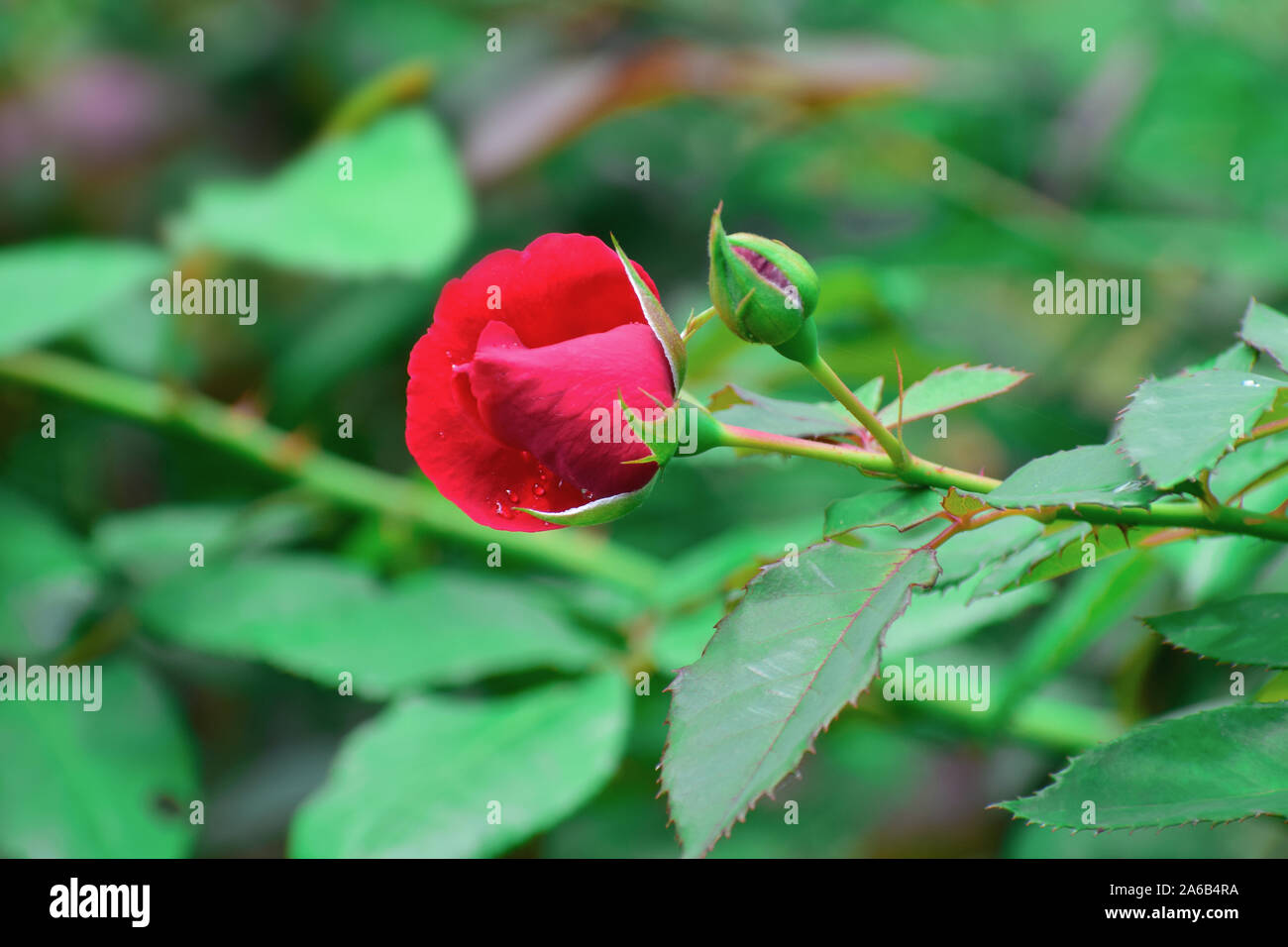 Beautiful bush of roses. Spring and summer flower. Rose garden. Nature ...