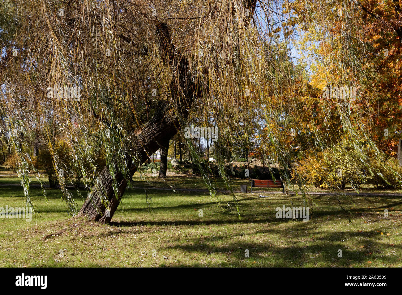 Wind in willow branches blue hi-res stock photography and images - Alamy