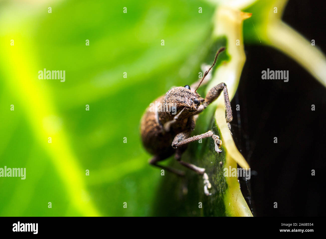 Clay-coloured Weevil (Otiorhynchus singularis Stock Photo - Alamy