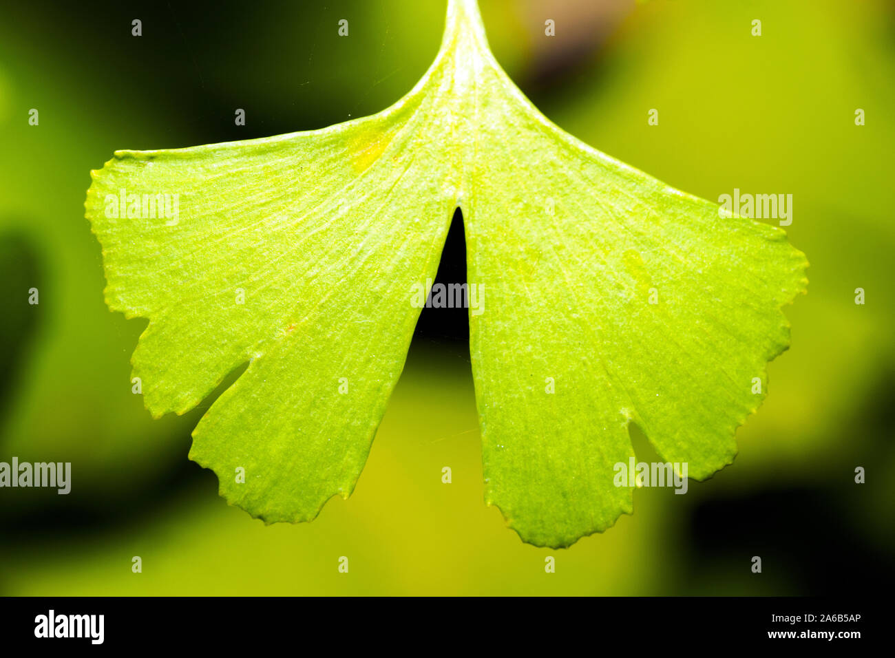 Ginkgo tree ancient hi-res stock photography and images - Alamy