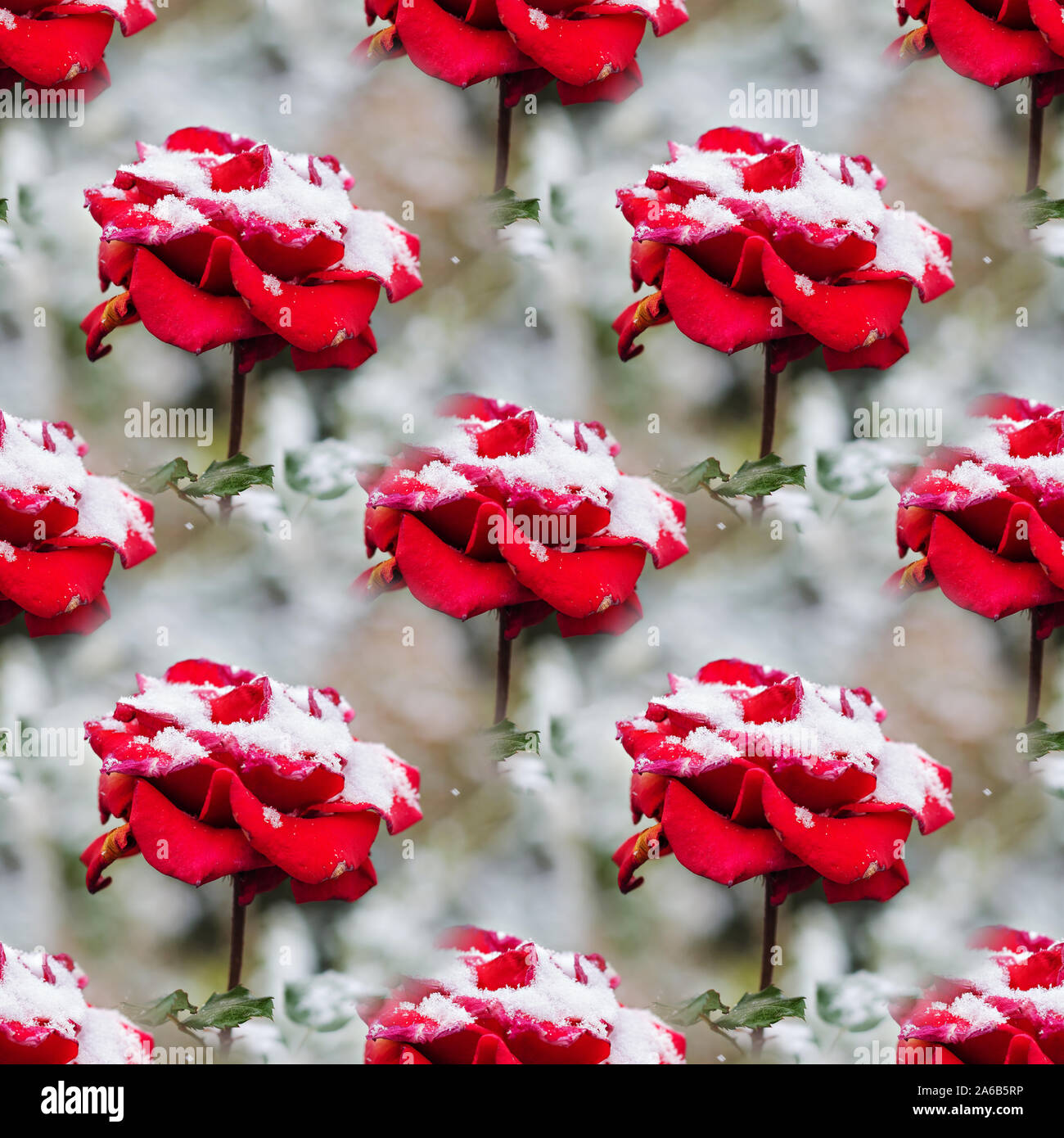 Heartfelt roses hi-res stock photography and images - Alamy