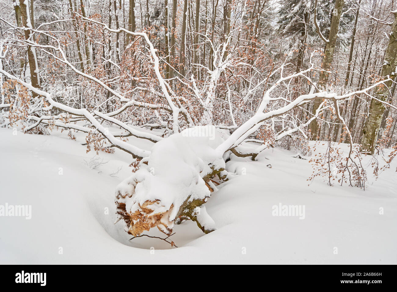 Big fallen tree trunk with wide spread branches, covered with snow, in ...