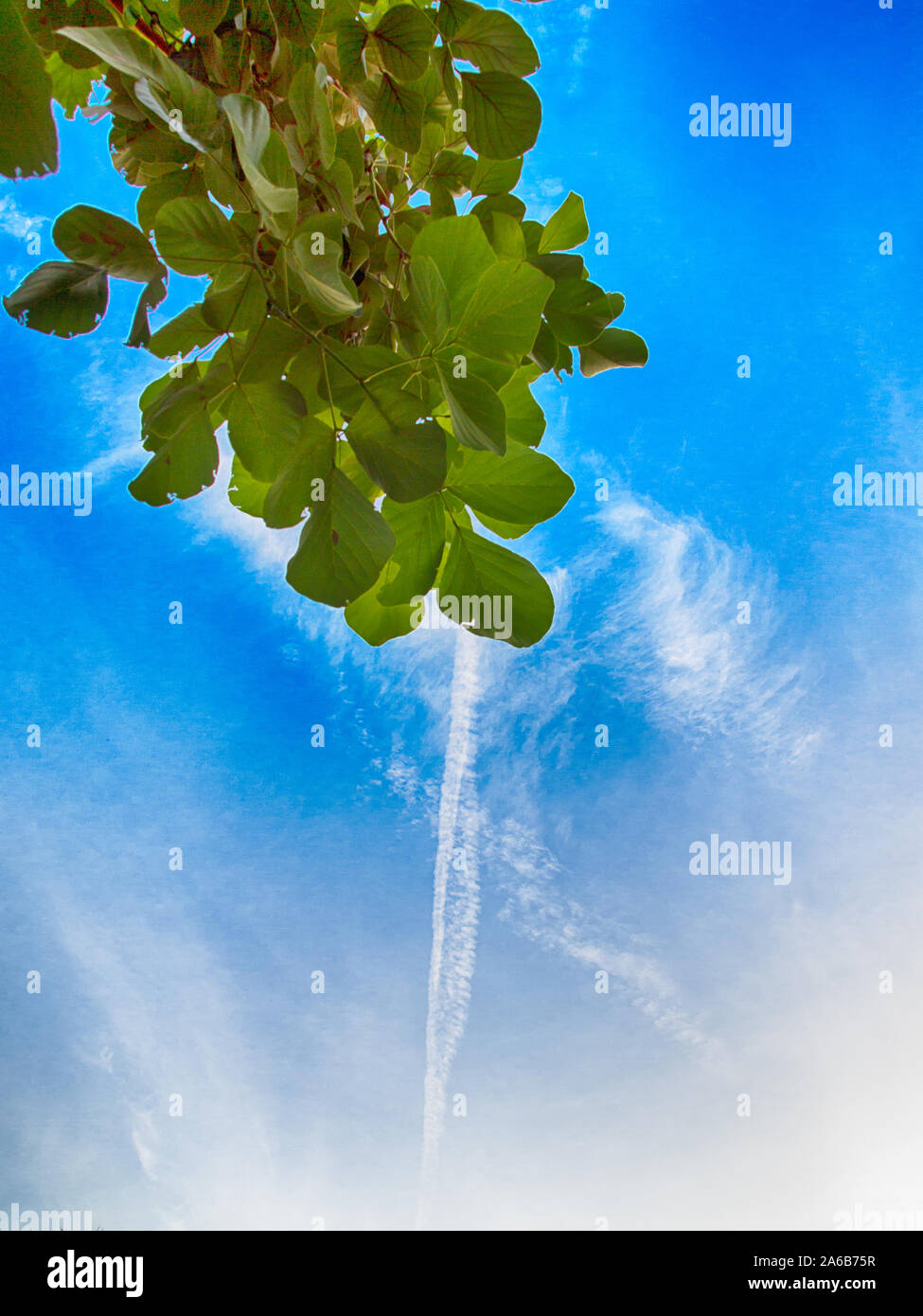 tree leaves green color sunny day outdoor and sky , on clear blue sky ...