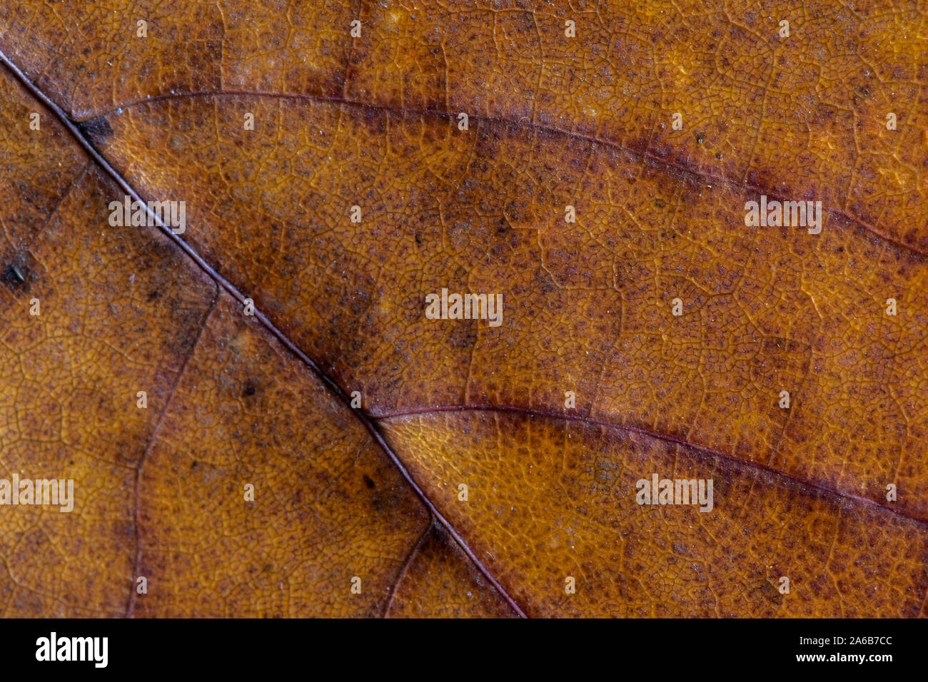 Brown texture leaf close up, showing details and red veins. Autumn ...