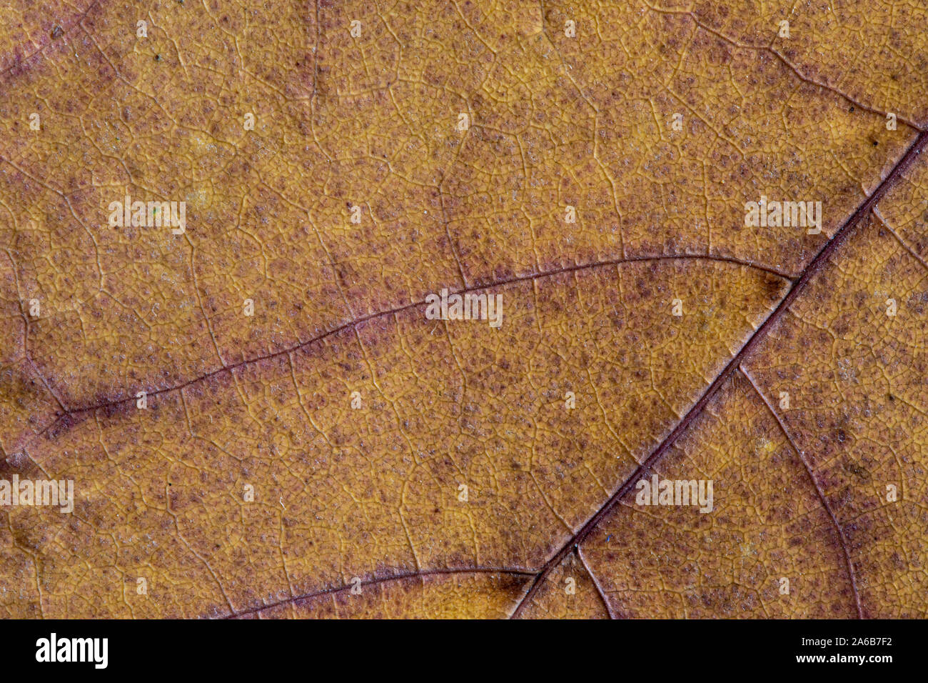 Structure of an autumn leaf hi-res stock photography and images - Alamy