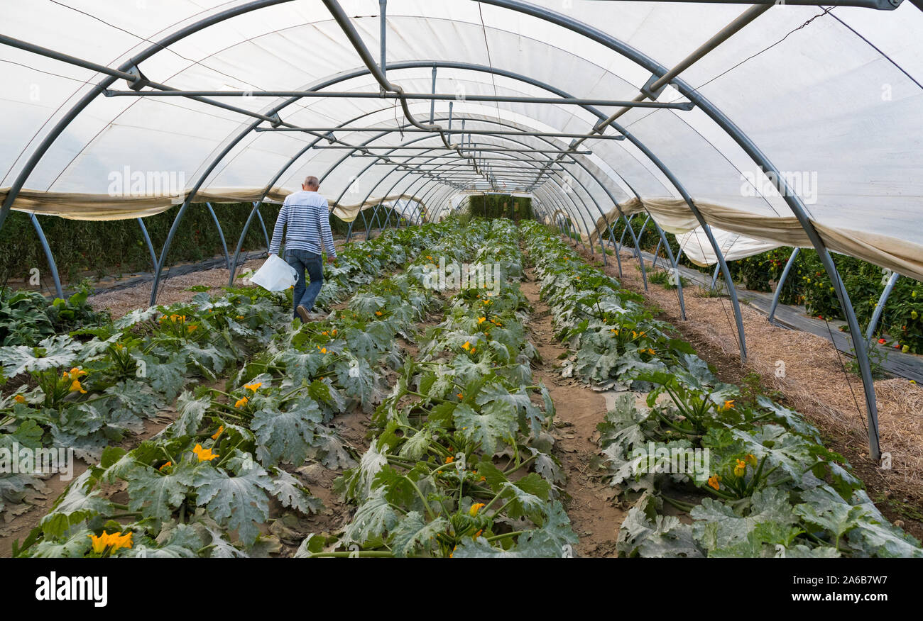Man walking through and picking zucchini vegetables in a greenhouse ...