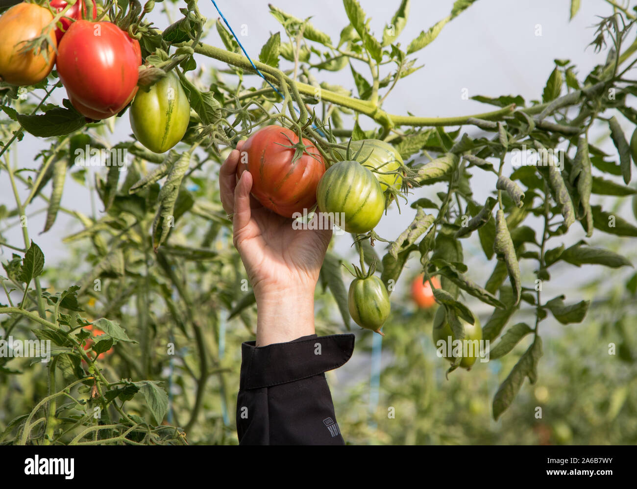Tomatoes vine picking farmers hi-res stock photography and images - Alamy