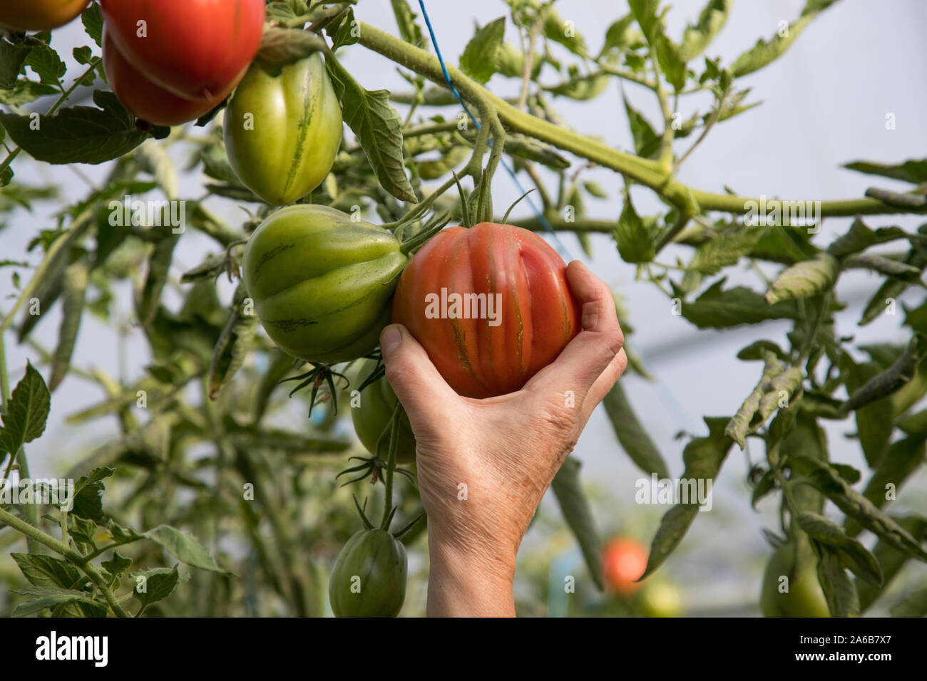 Tomatoes vine picking farmers hi-res stock photography and images - Alamy
