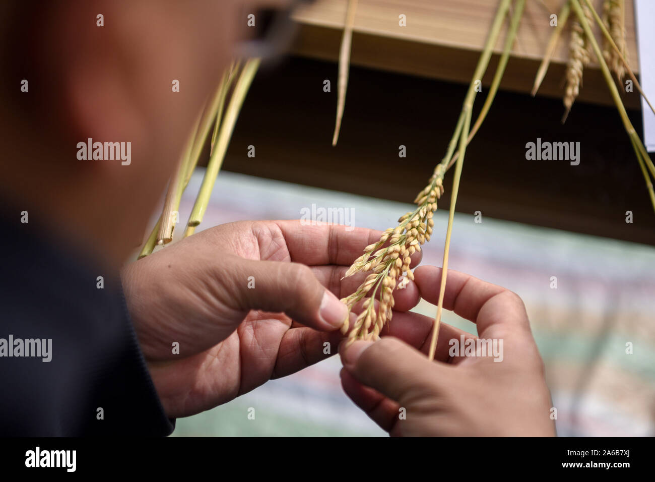 Xinjiang, China. 24th Oct, 2019. An expert examines rice crop in ...