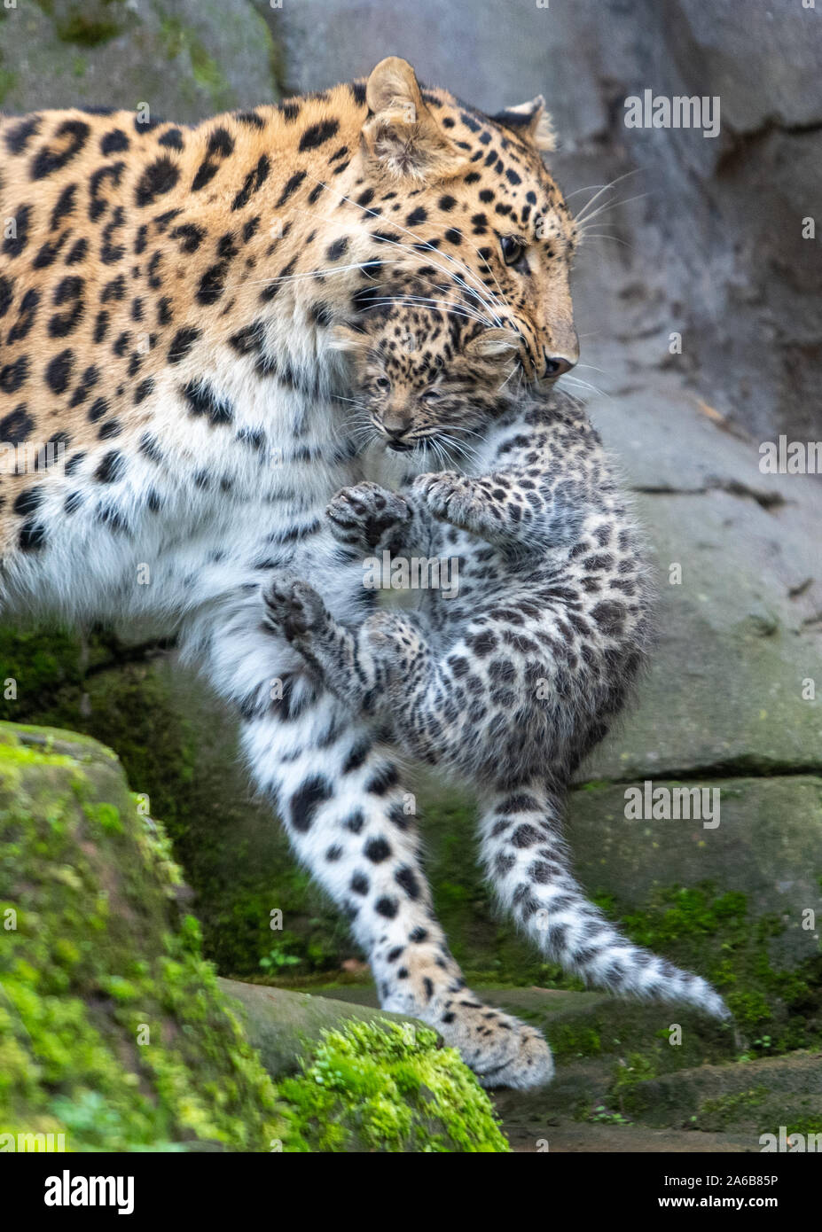 Old species hi-res stock photography and images - Alamy