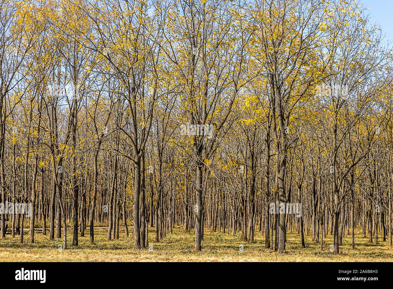 Best fall foliage in october hi-res stock photography and images - Alamy