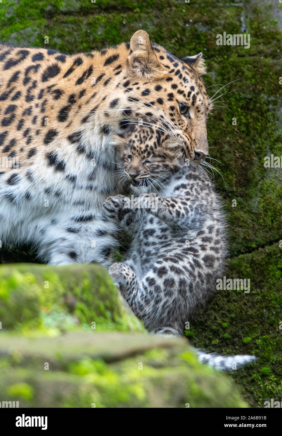 Amur leopard Esra carries one of her six-week-old cub twins around ...