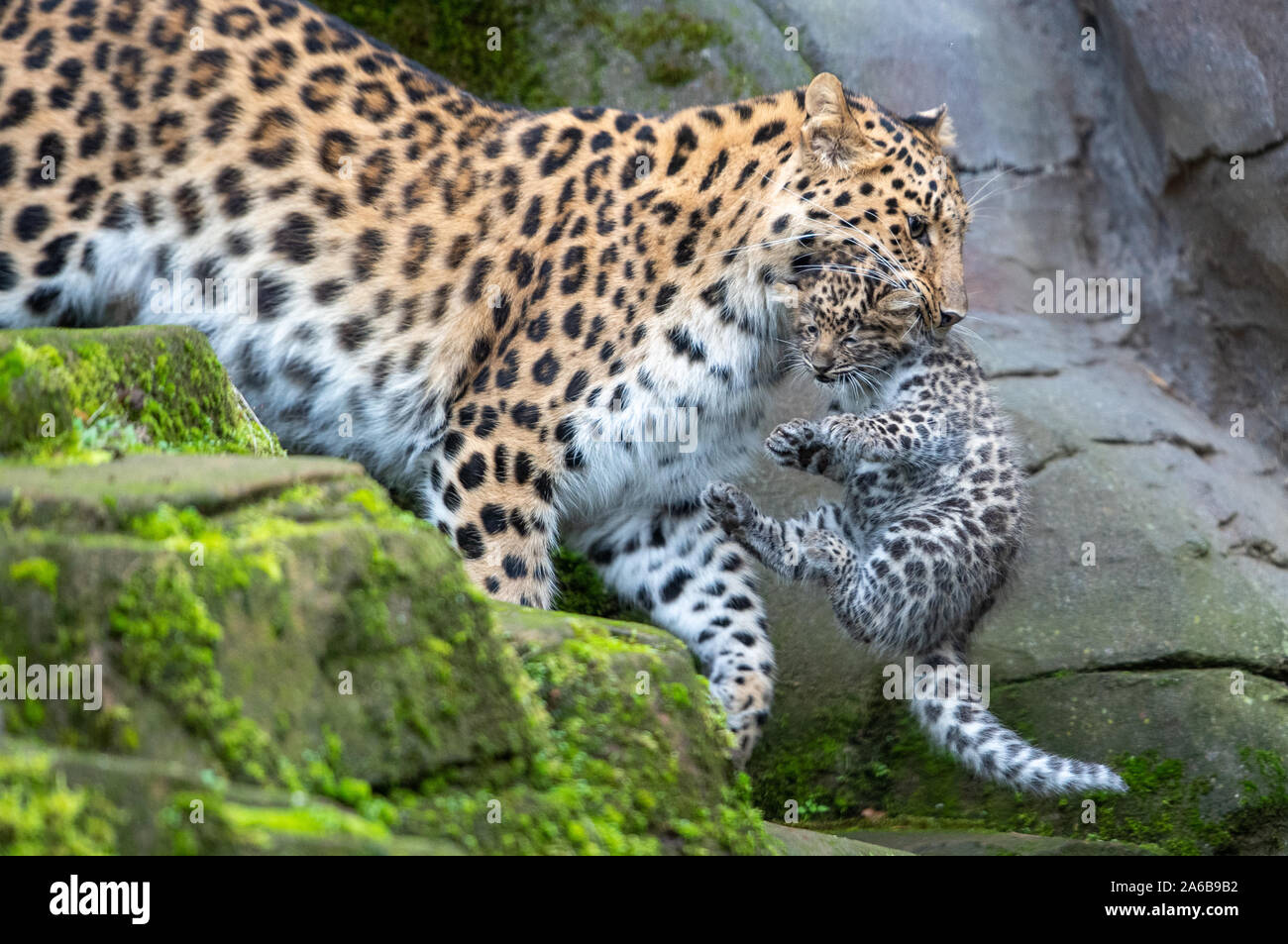 Amur leopard Esra carries one of her six-week-old cub twins around ...