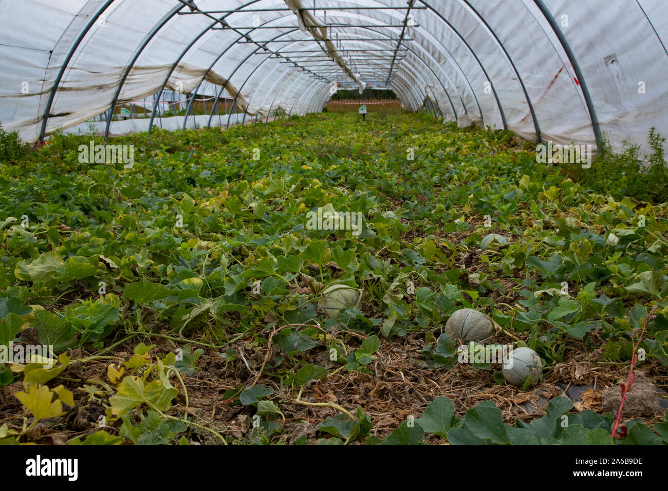 Greenhouse melons hi-res stock photography and images - Alamy