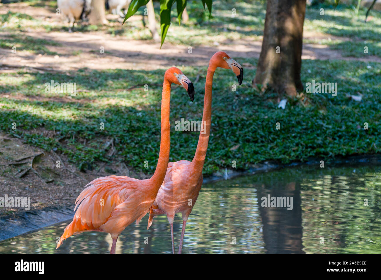 Portrait of the two Caribbean flamingo. A portrait of the Caribbean ...