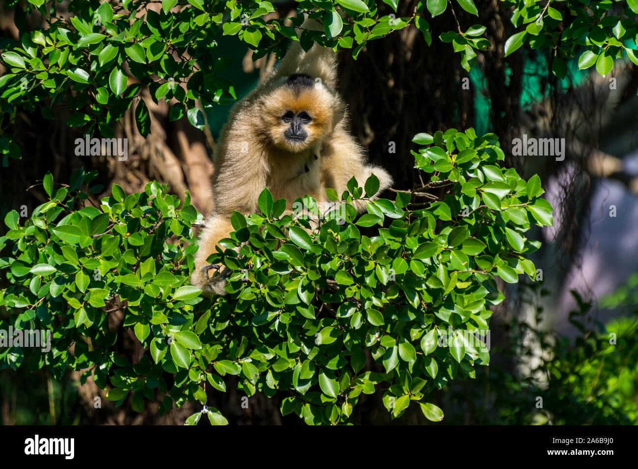 Golden snub-nosed monkey (Rhinopithecus roxellana) hanging at trees, an ...