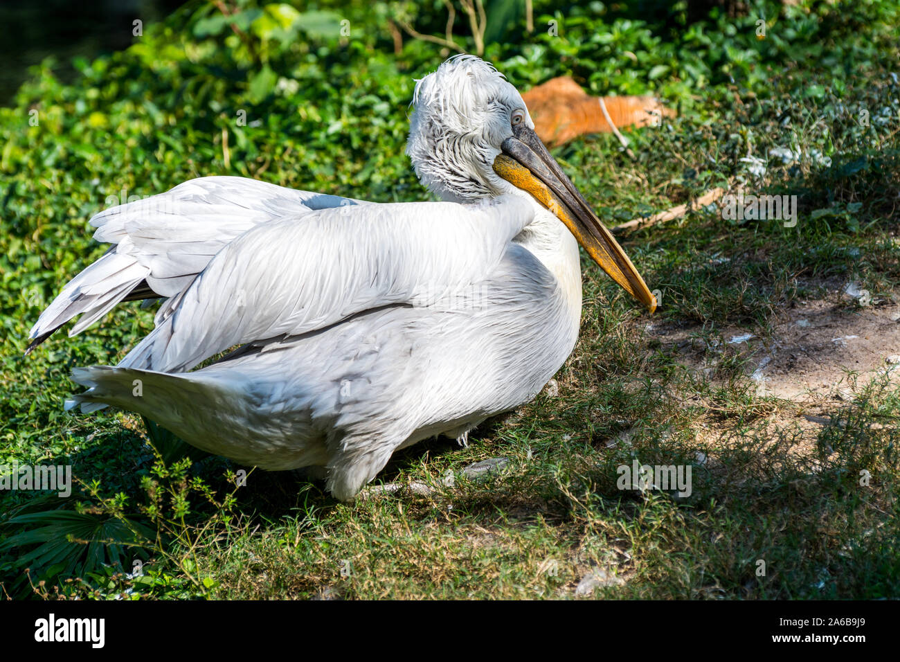 The great white pelican also known as the eastern white pelican, rosy ...