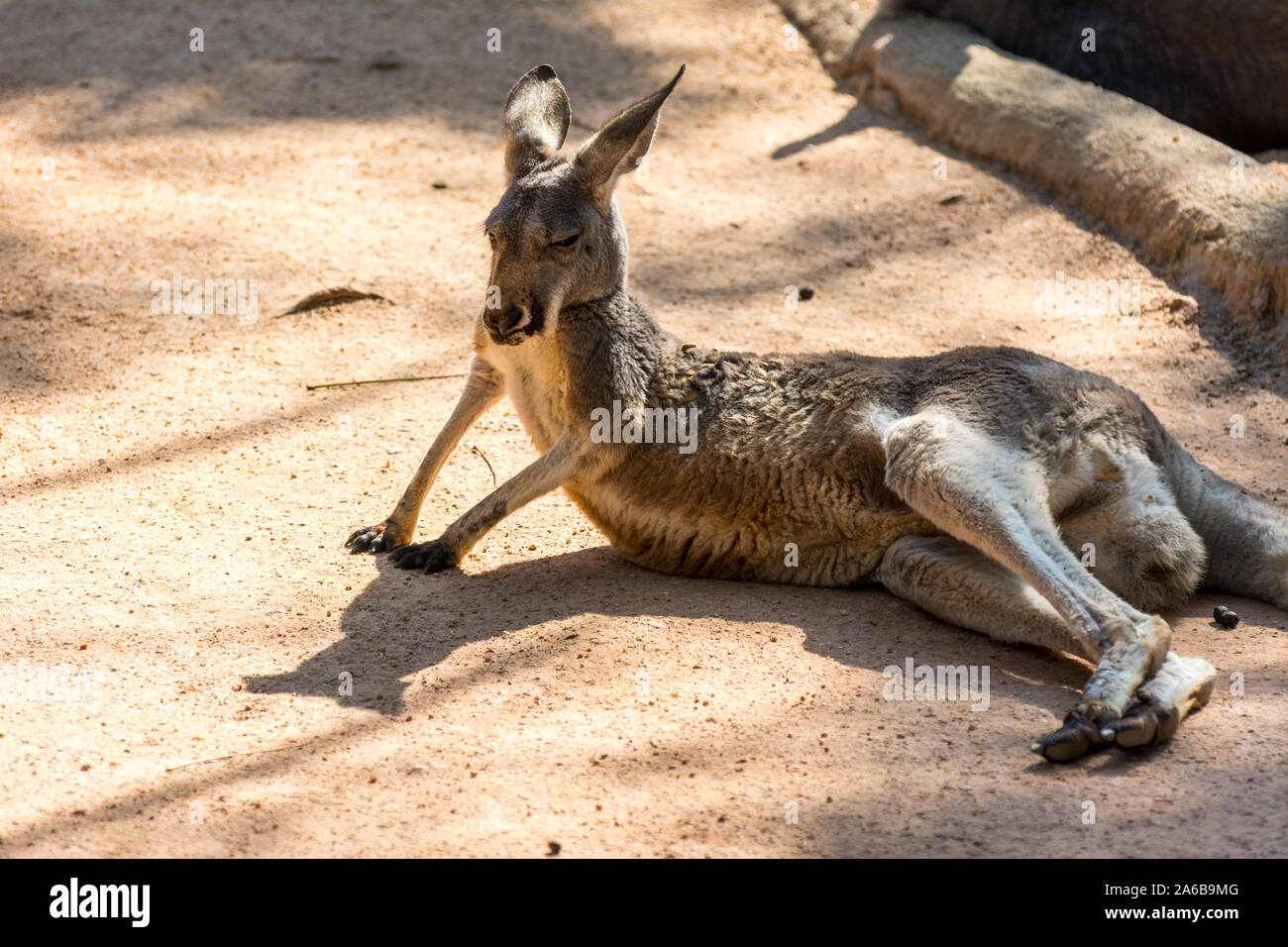 Kangaroo sleeping in a zoo, a leaping mammal of Australia and nearby ...
