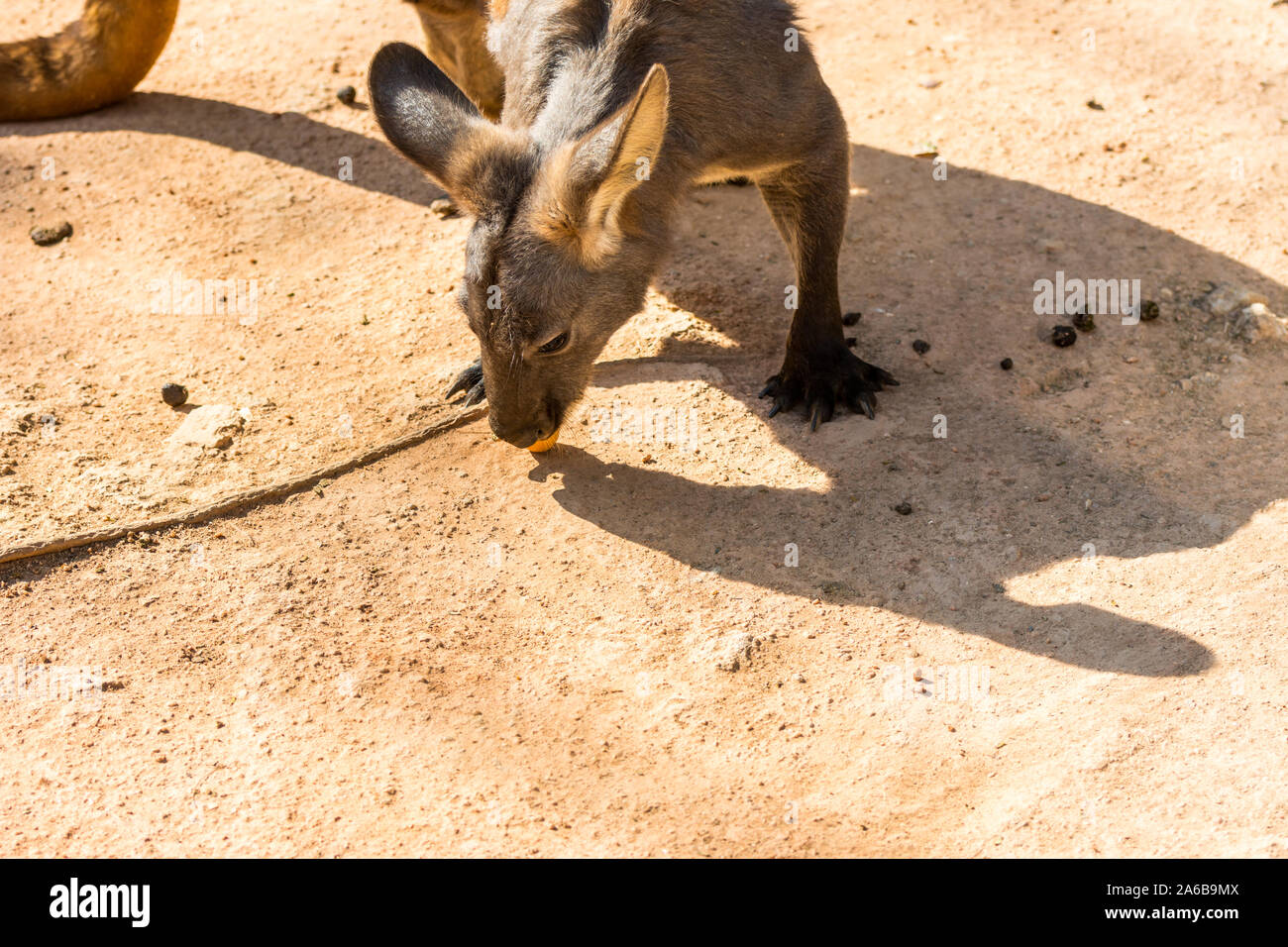 Kangaroo eating food in a zoo, a leaping mammal of Australia and nearby ...