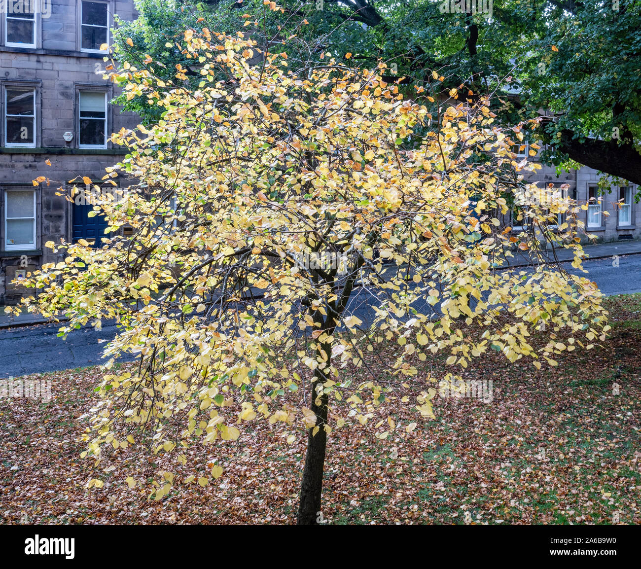 Autumn Colours in Lancaster, Lancashire, England, UK Stock Photo - Alamy