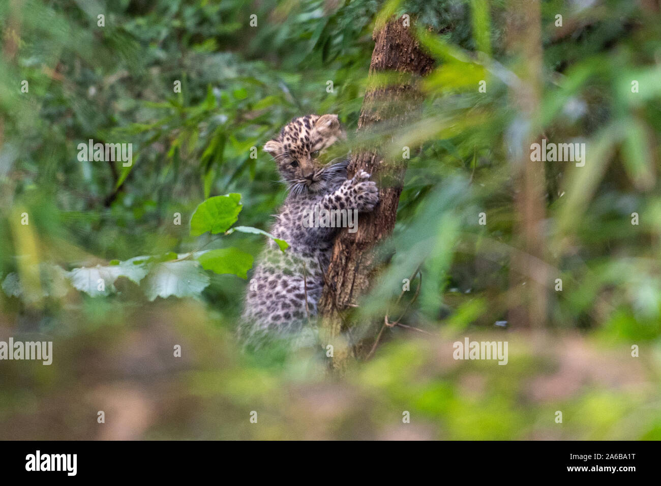 One of the six-week-old Amur leopard cub twins climbs a tree in their ...