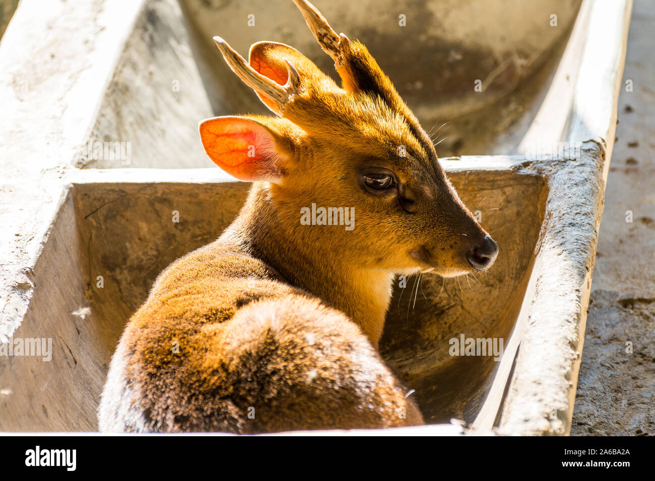 Baby Muntjac Deer High Resolution Stock Photography and Images - Alamy